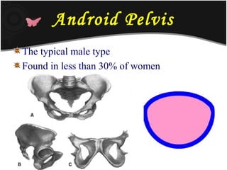 Female bony pelvis and fetal skull for undergraduate | PPT
