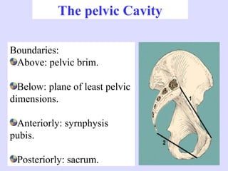Pelvic Cavity Boundaries