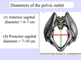 Pelvic Outlet Female