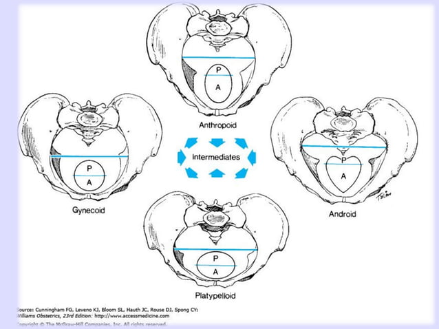 Female bony pelvis and fetal skull for undergraduate