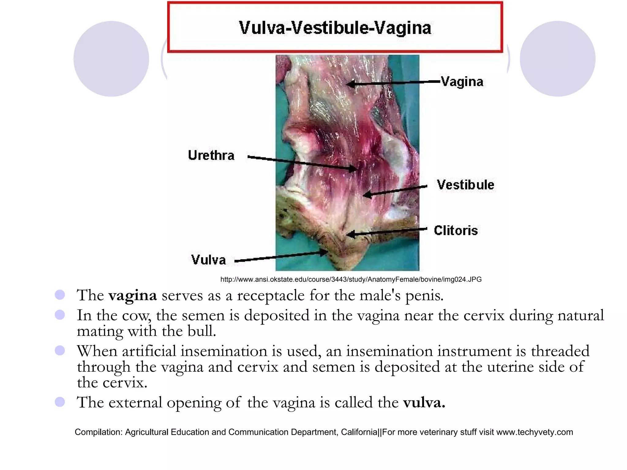 Female bovine reproduction system | PPS