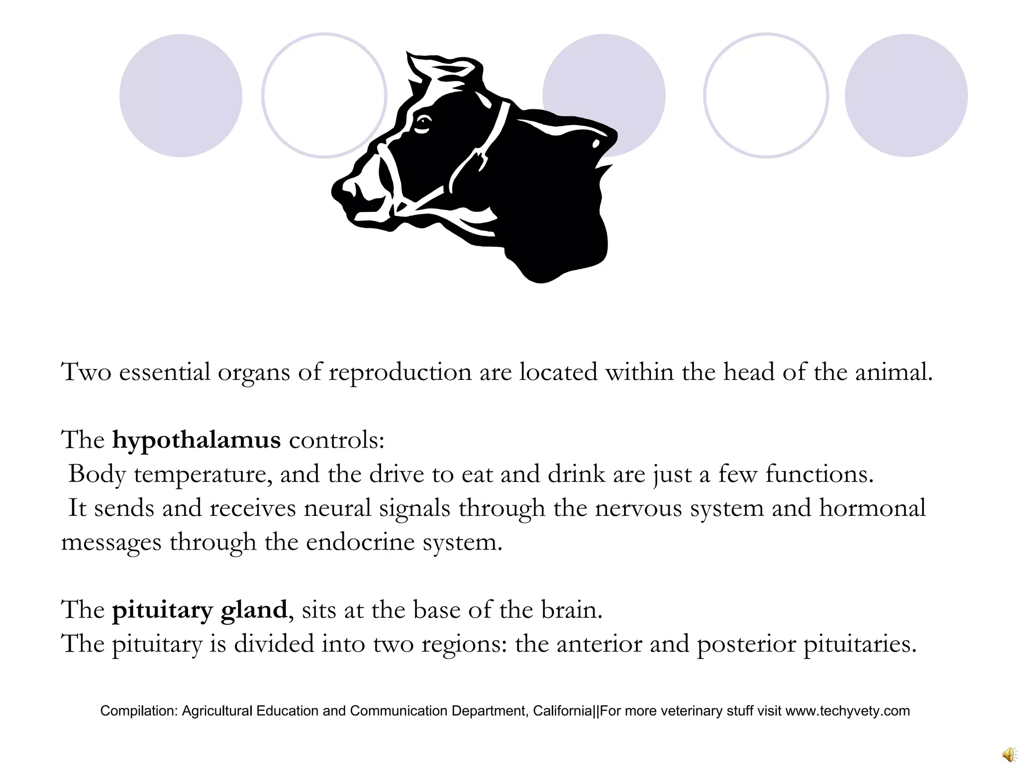 Female bovine reproduction system | PPS