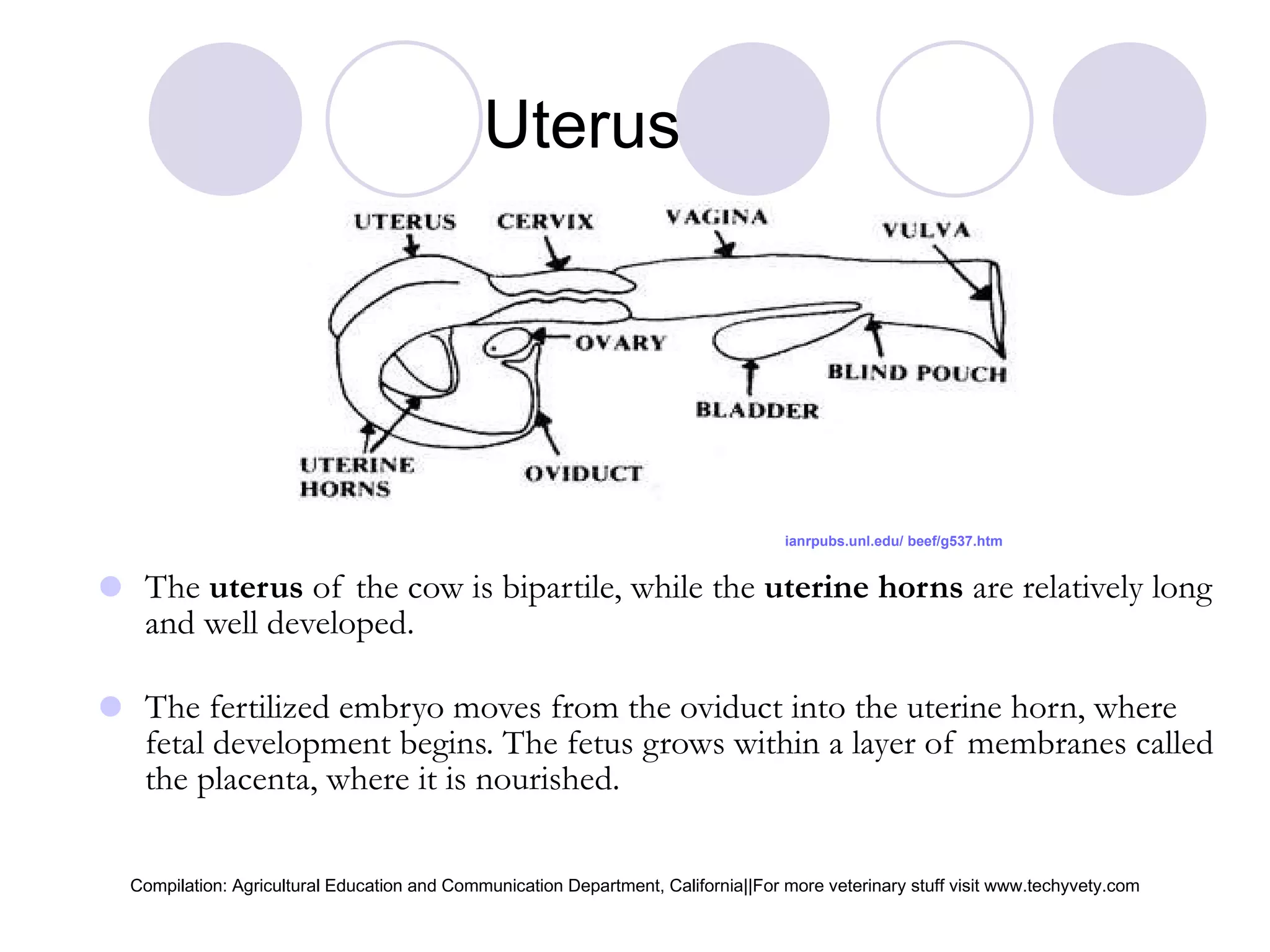 Female bovine reproduction system | PPS