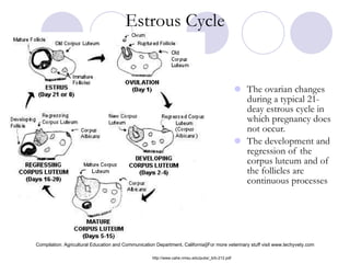 Female bovine reproduction system | PPS