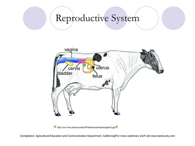 Female bovine reproduction system