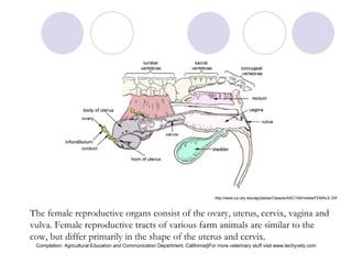 Female Cow Reproductive System