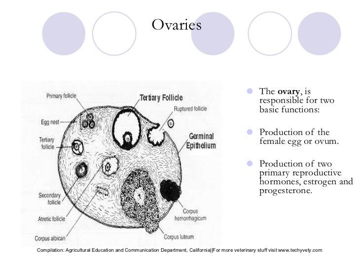 Female bovine reproduction system