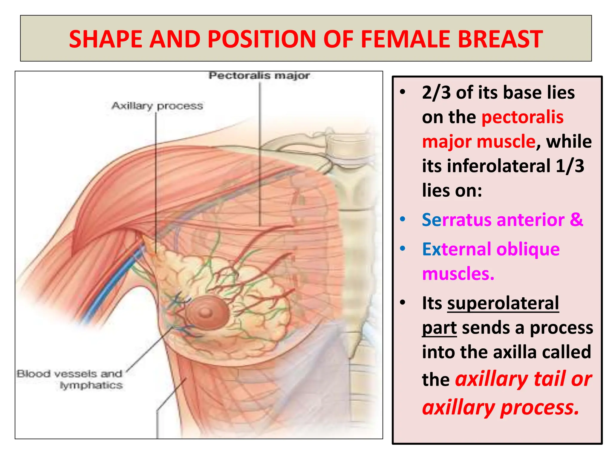 FEMALE Breast anatomy ffffffffffffffffffffffffffff | PPTX