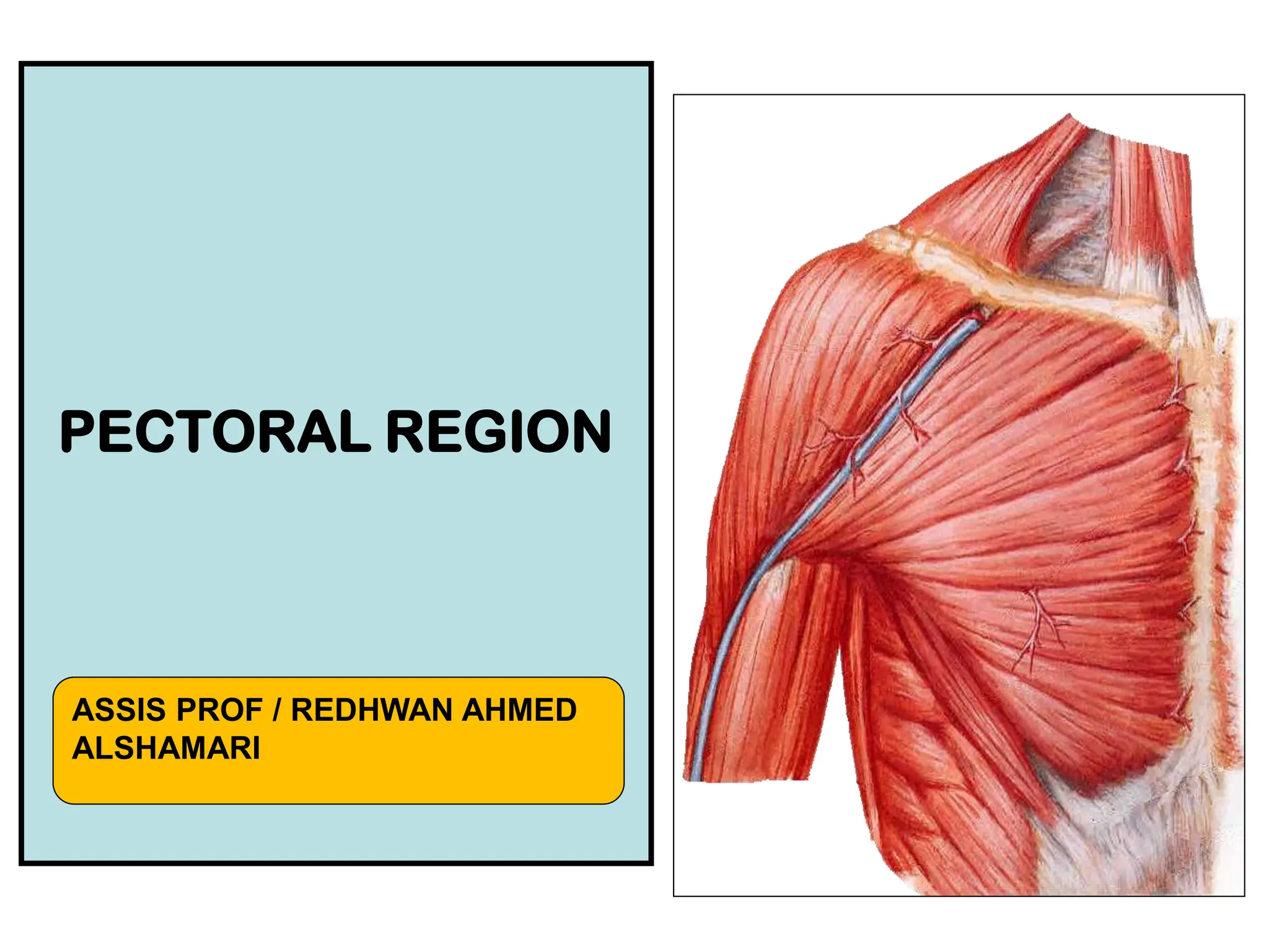 _ FEMALE BREAST ANATOMY.pdf