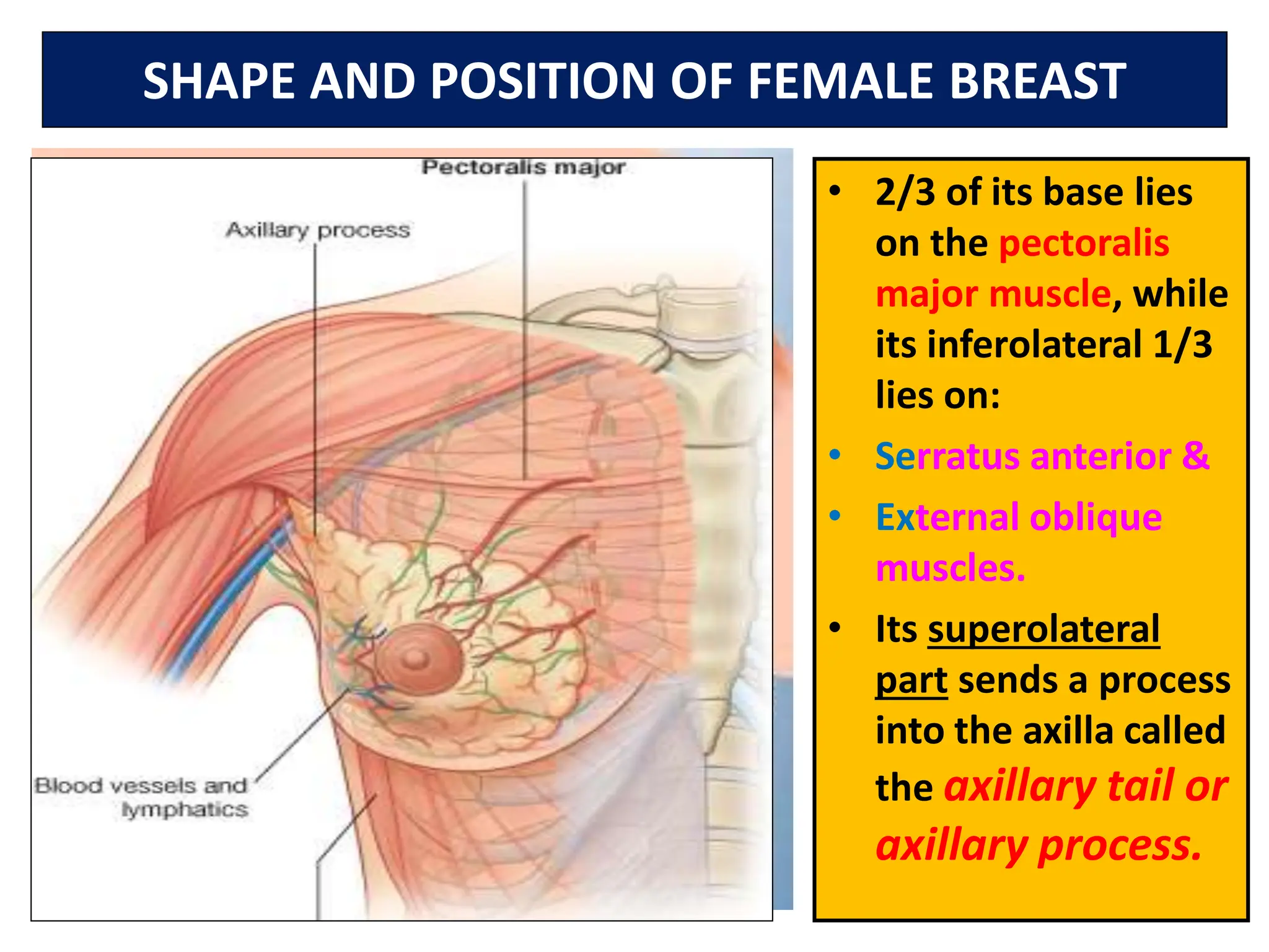 _ FEMALE BREAST ANATOMY.pdf