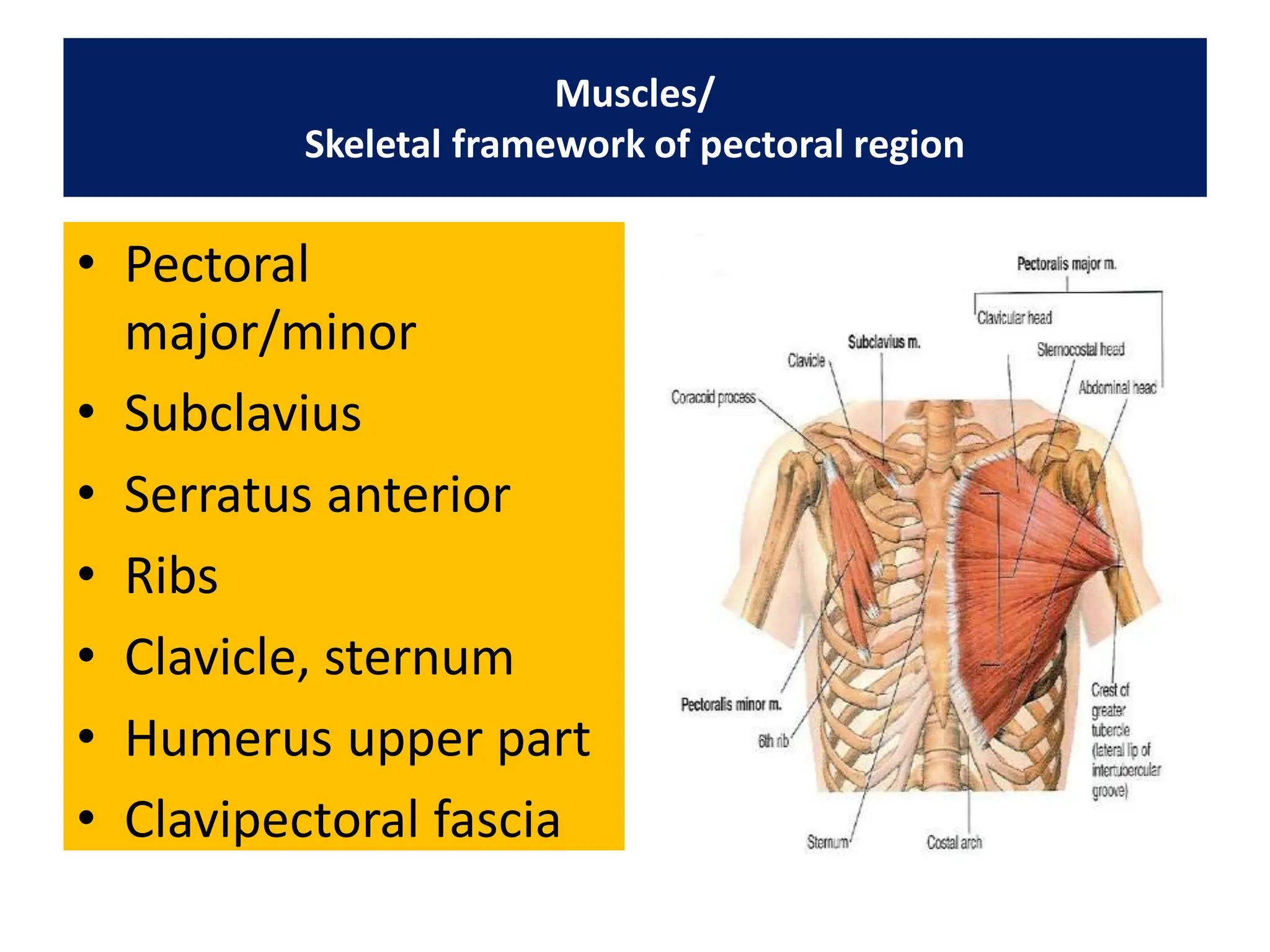 _ FEMALE BREAST ANATOMY.pdf