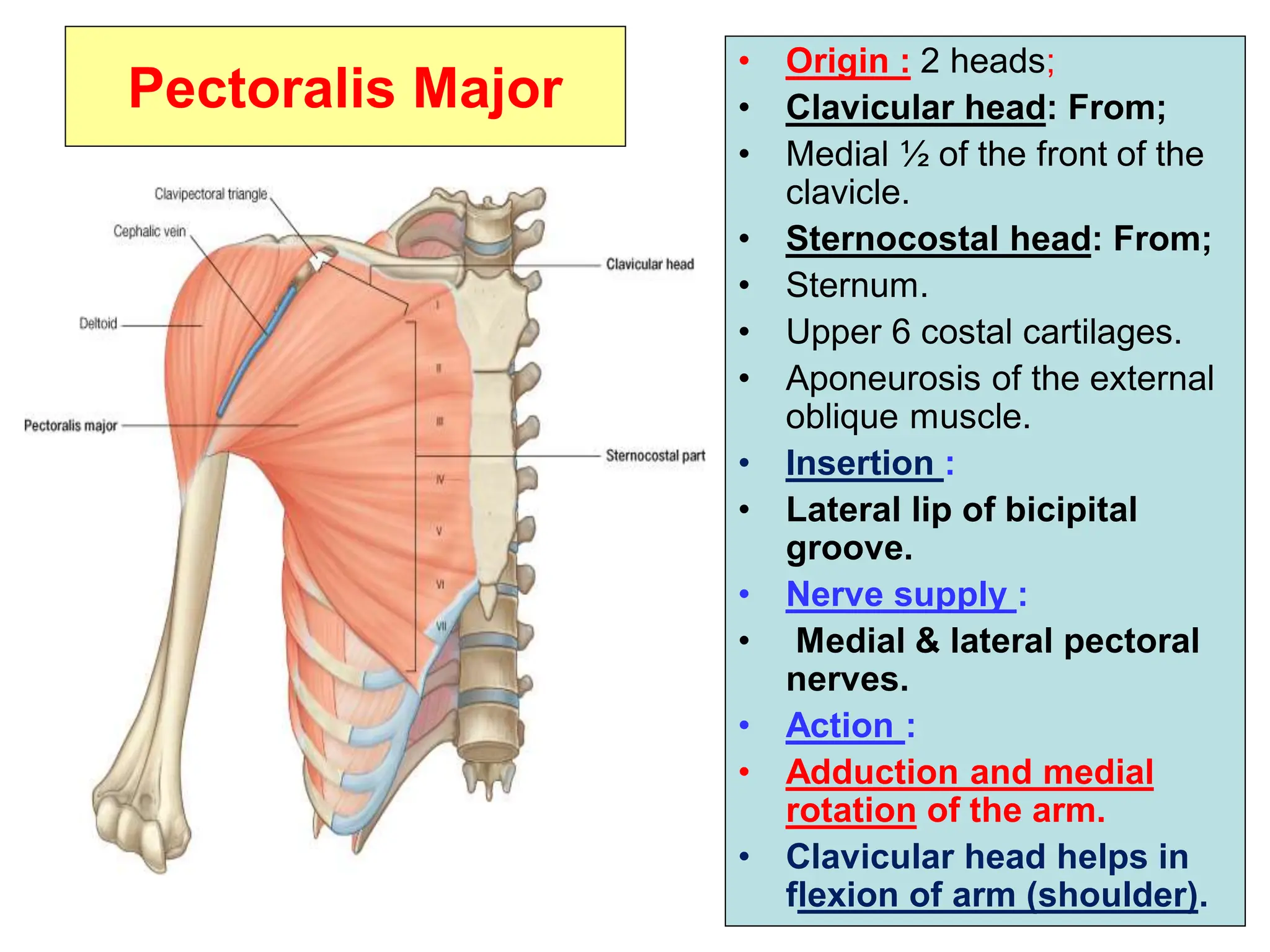 _ FEMALE BREAST ANATOMY.pdf