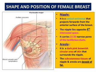 _ FEMALE BREAST ANATOMY.pdf