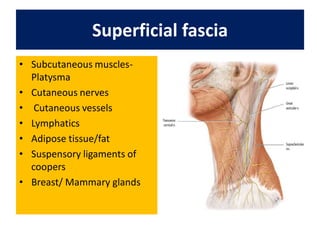 _ FEMALE BREAST ANATOMY.pdf