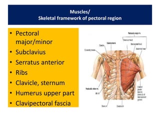 _ FEMALE BREAST ANATOMY.pdf