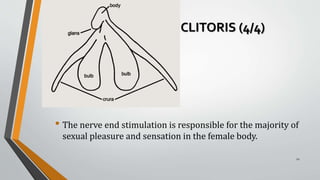 FEMALE EXTERNAL GENITALIA group 4.pptx