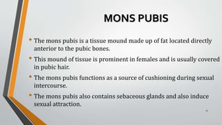 FEMALE EXTERNAL GENITALIA group 4.pptx