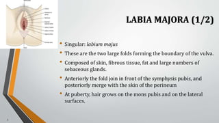FEMALE EXTERNAL GENITALIA group 4.pptx