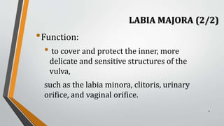 FEMALE EXTERNAL GENITALIA group 4.pptx