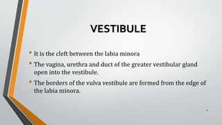 FEMALE EXTERNAL GENITALIA group 4.pptx