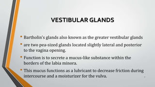 FEMALE EXTERNAL GENITALIA group 4.pptx