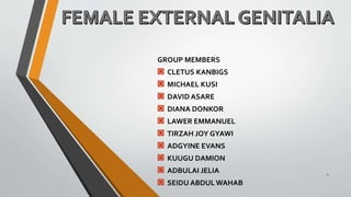 FEMALE EXTERNAL GENITALIA group 4.pptx