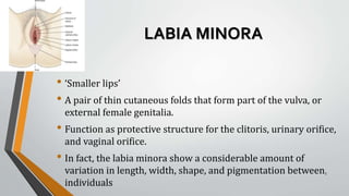 FEMALE EXTERNAL GENITALIA group 4.pptx