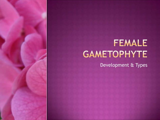 Female Gametophyte | PPT