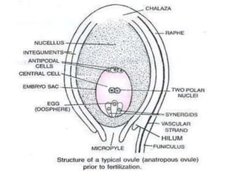Female gametophyte | PPTX