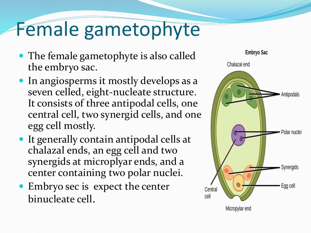 Female gametophyte