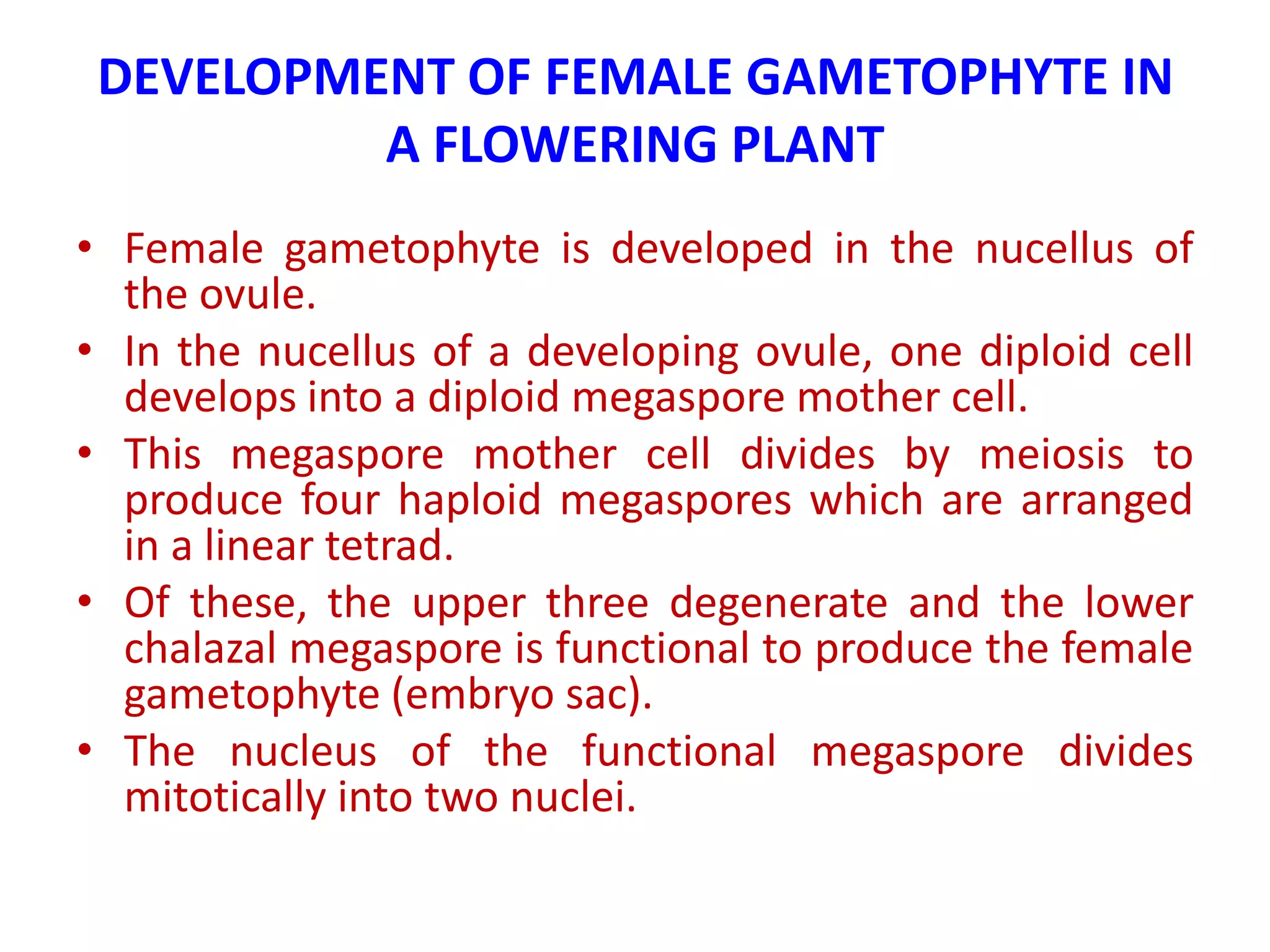 Female gametophyte | PPT