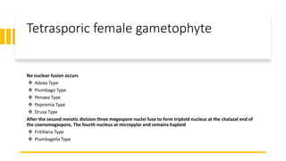 Female gametophyte | PPT