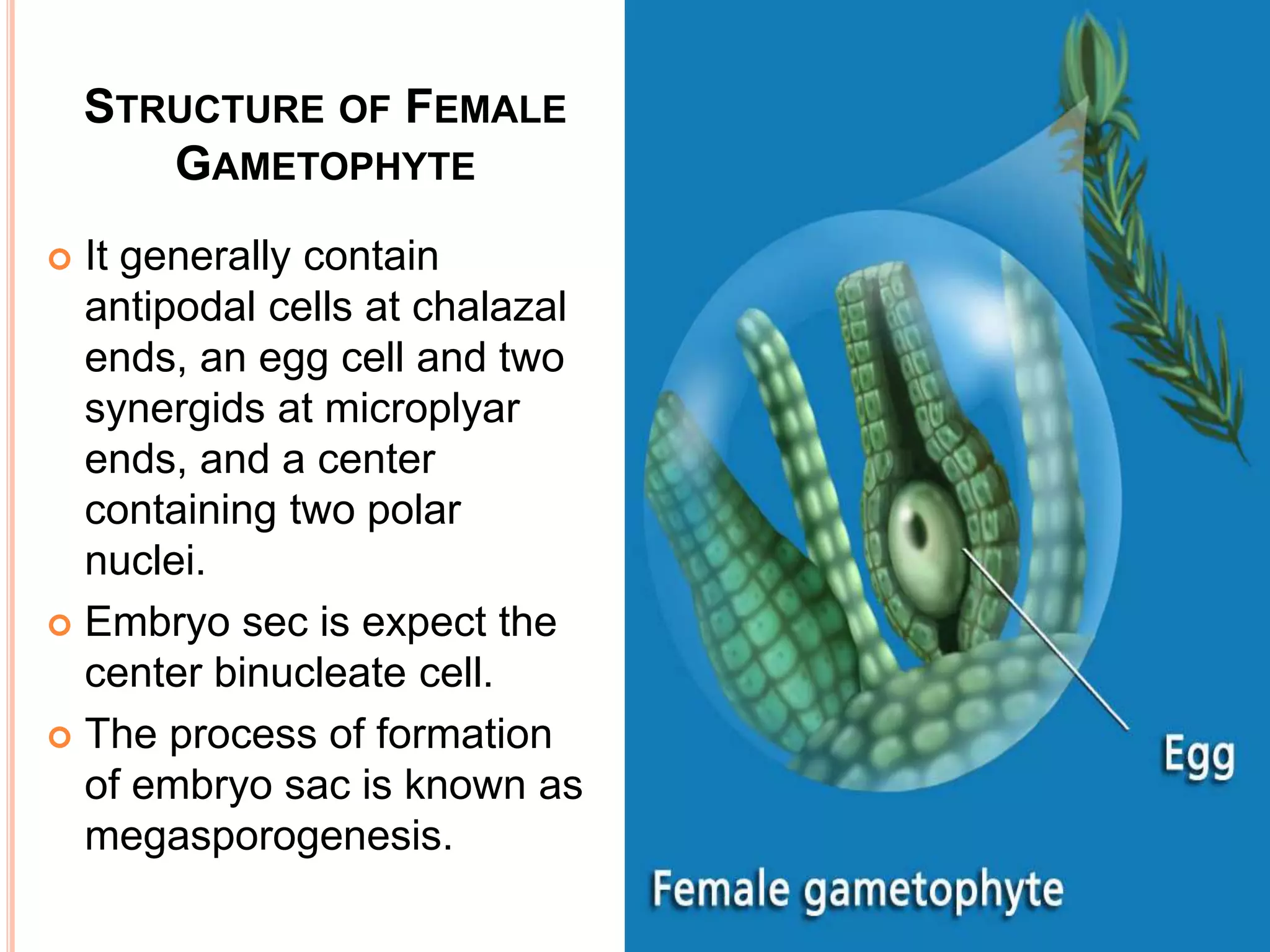Female gametophytes - Embryology | PPTX