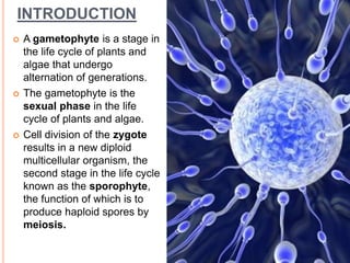 Female gametophytes - Embryology | PPTX
