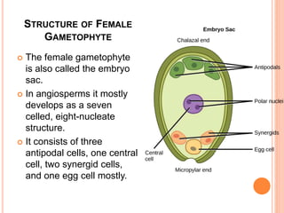 Female gametophytes - Embryology | PPTX