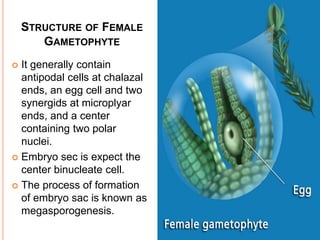 Female gametophytes - Embryology | PPTX