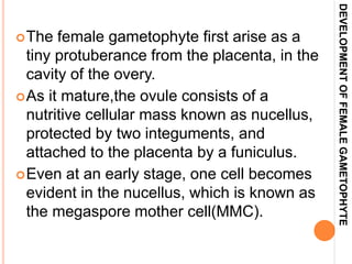 Female gametophytes - Embryology | PPTX
