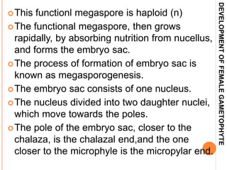 Female gametophytes - Embryology | PPTX