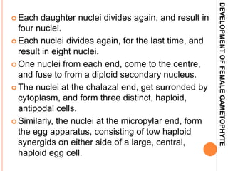 Female gametophytes - Embryology | PPTX