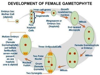Female gametophytes - Embryology | PPTX