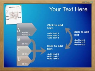 Female Genital Anatomy PowerPoint Template - medicalppttemplates.com