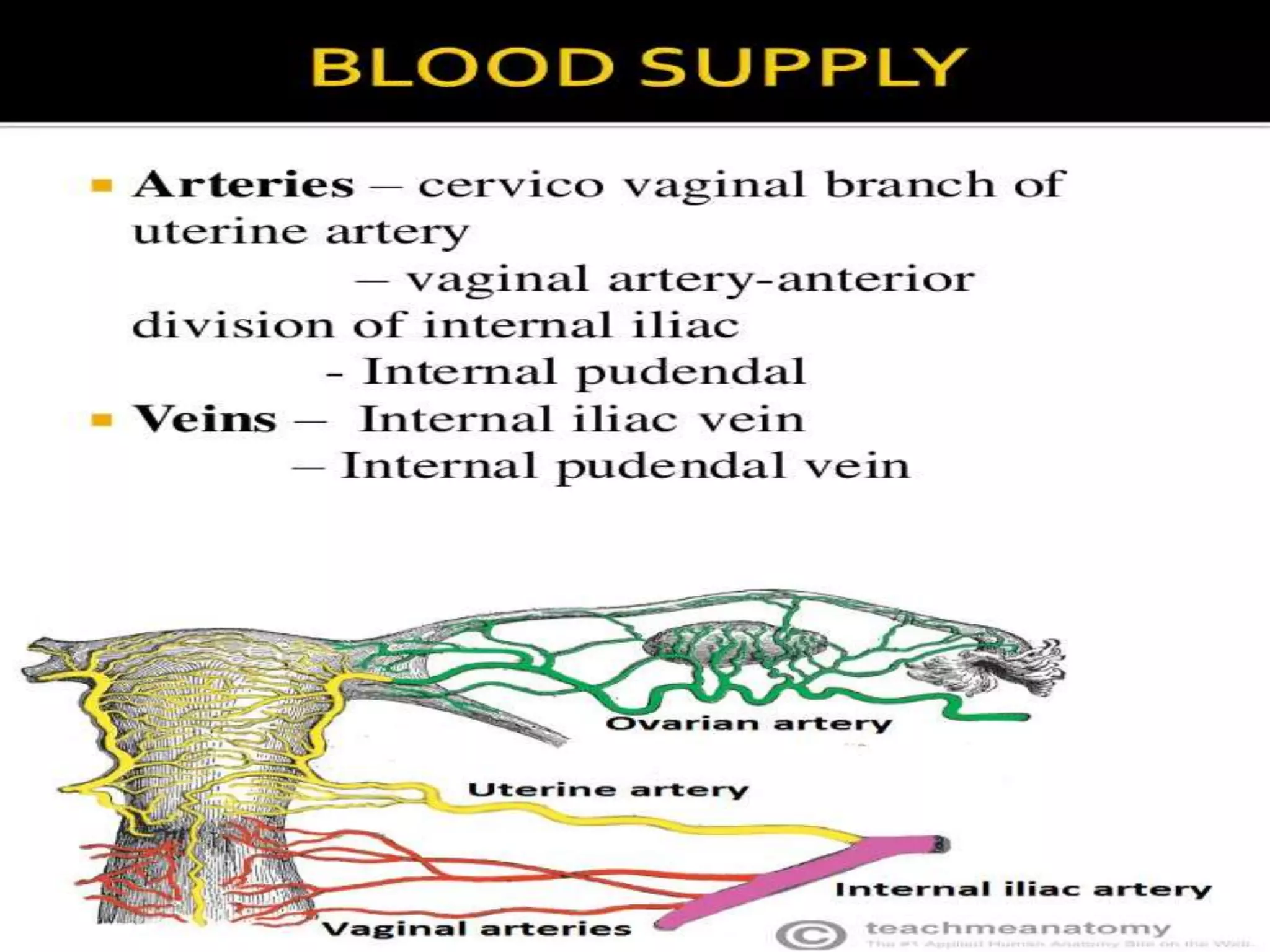 Anatomy Of Female Genital Tract Pptx