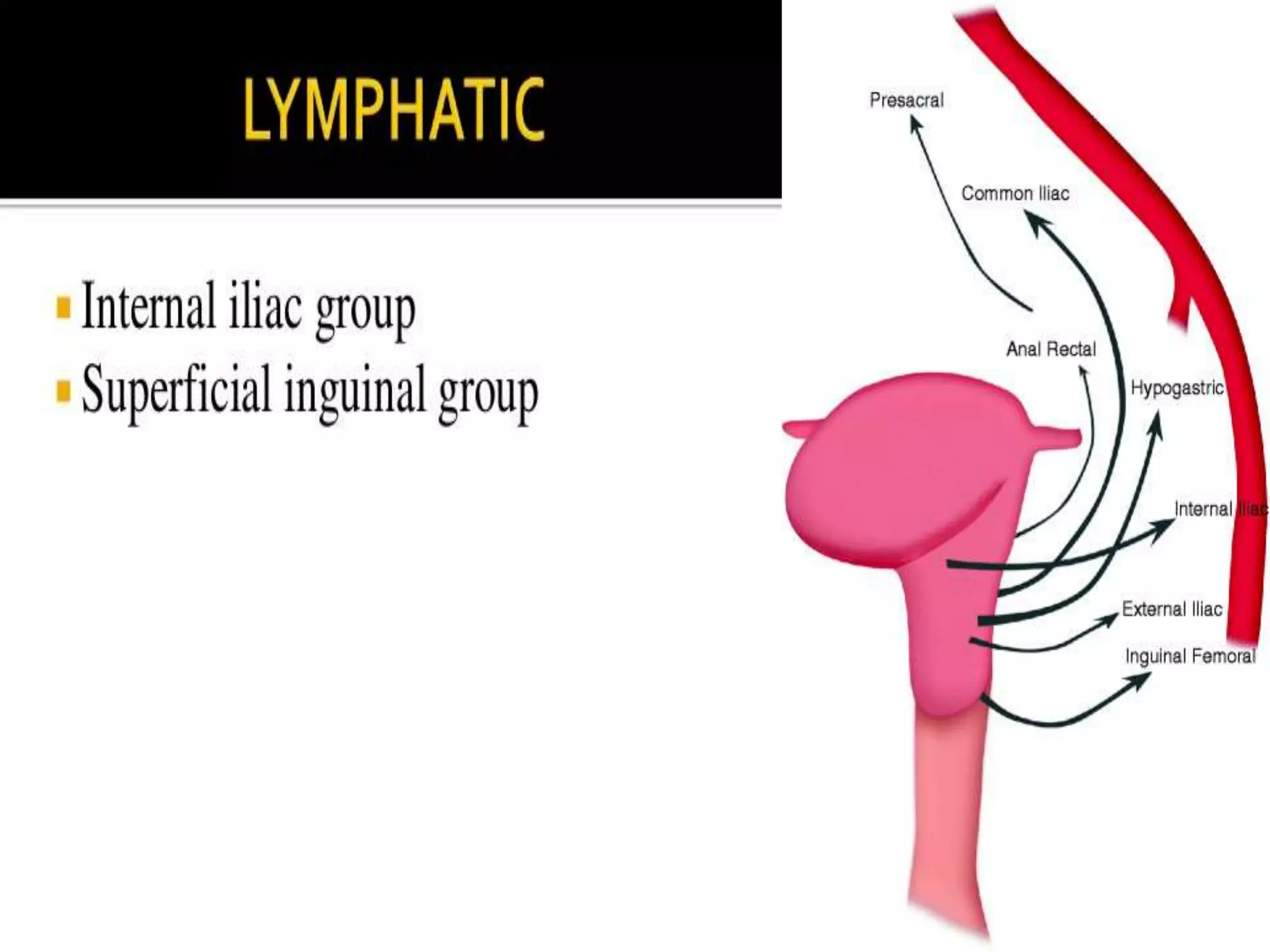Anatomy Of Female Genital Tract Pptx