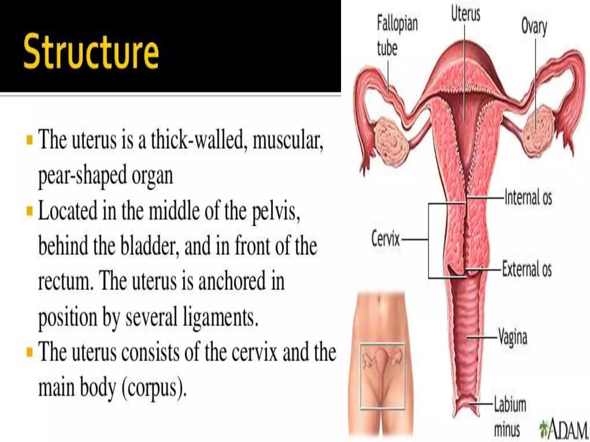 Anatomy Of Female Genital Tract Pptx