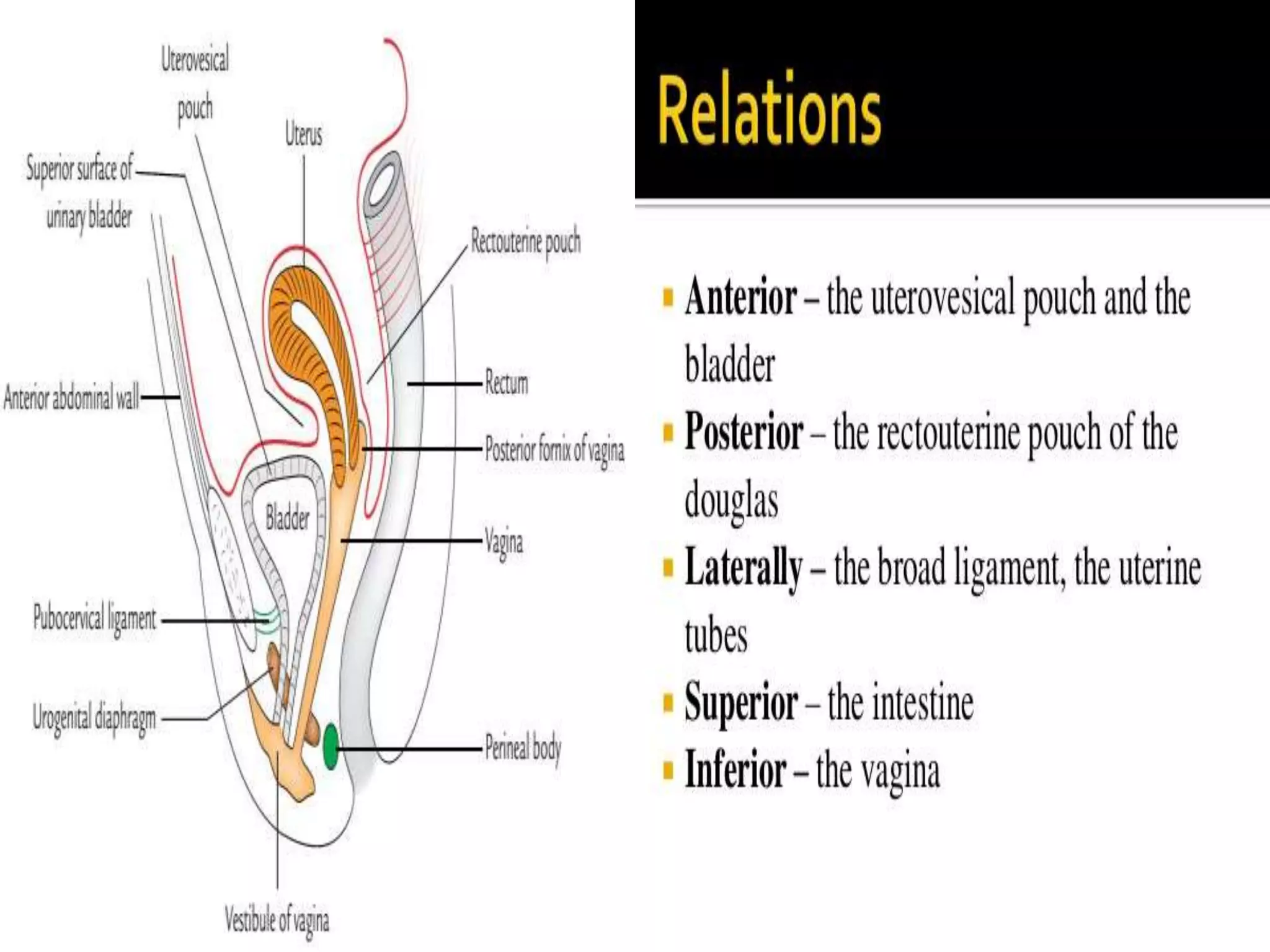 ANATOMY OF FEMALE GENITAL TRACT | PPTX