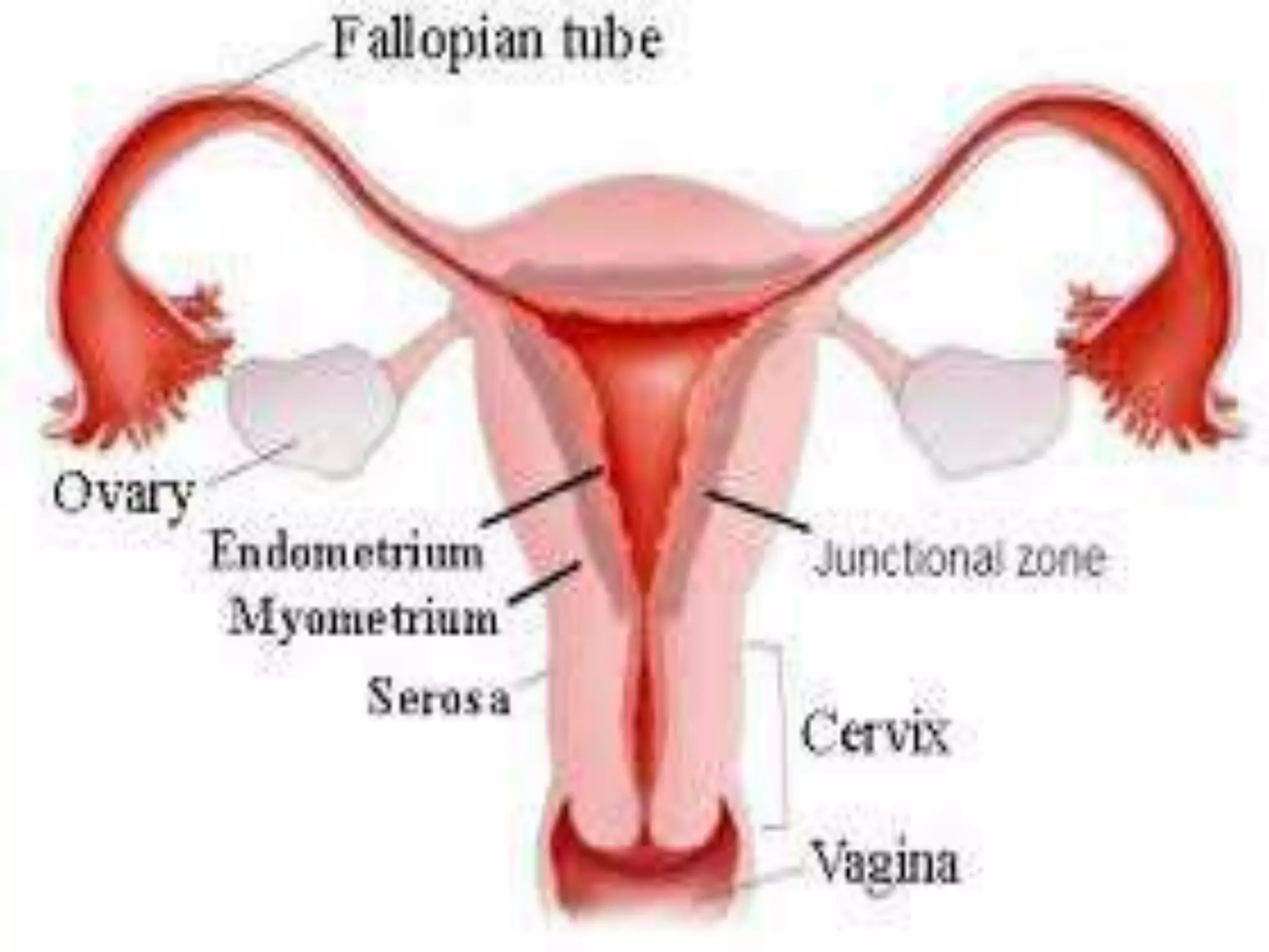 Anatomy Of Female Genital Tract Pptx