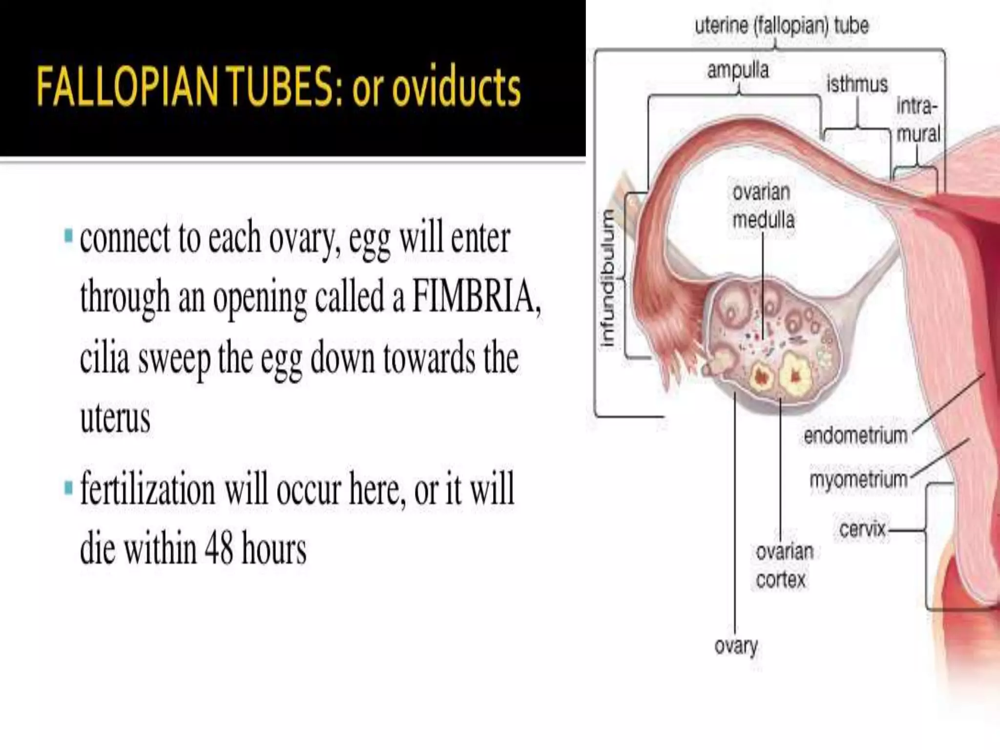 ANATOMY OF FEMALE GENITAL TRACT | PPTX