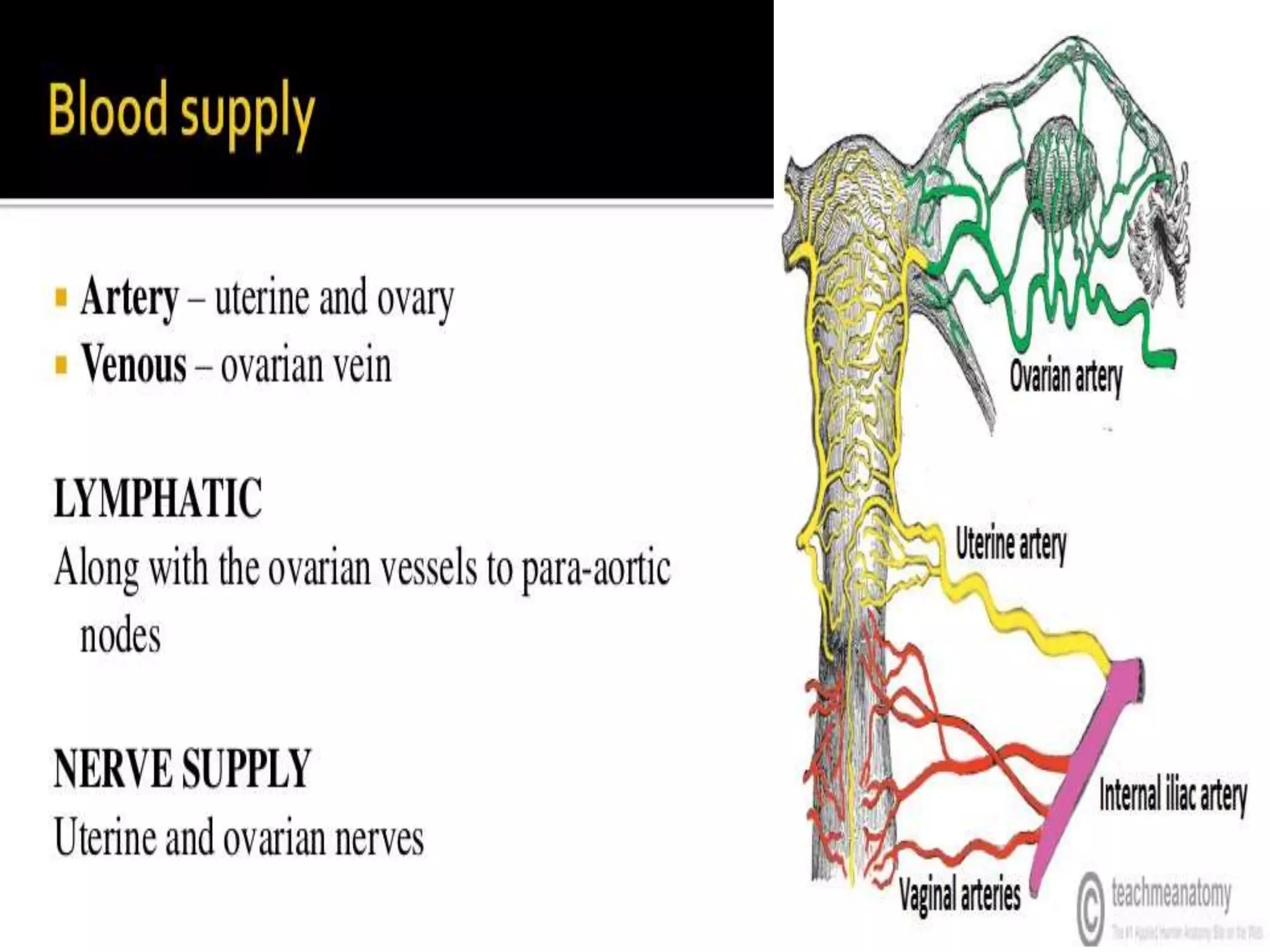 Anatomy Of Female Genital Tract Pptx