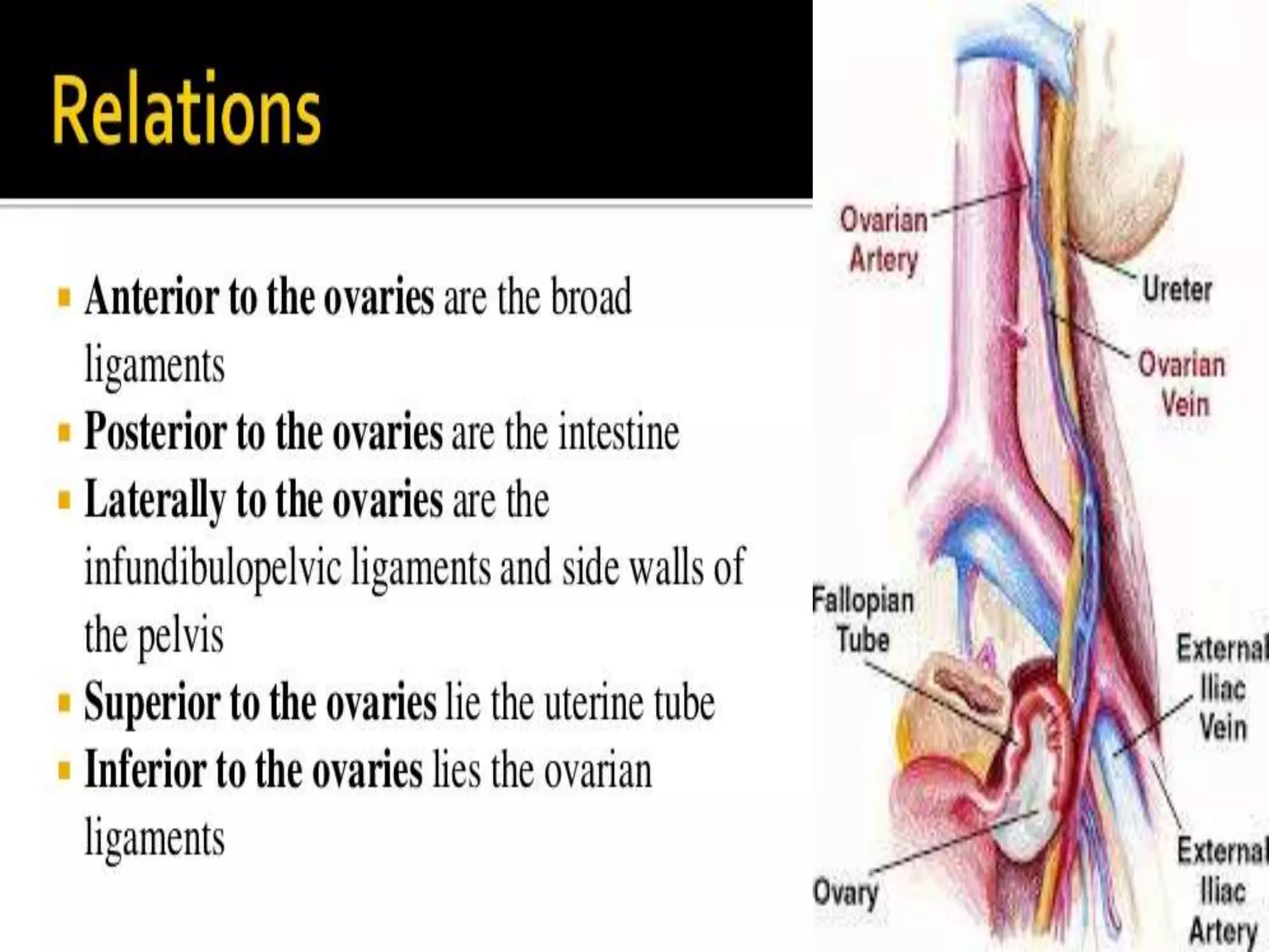 ANATOMY OF FEMALE GENITAL TRACT | PPTX