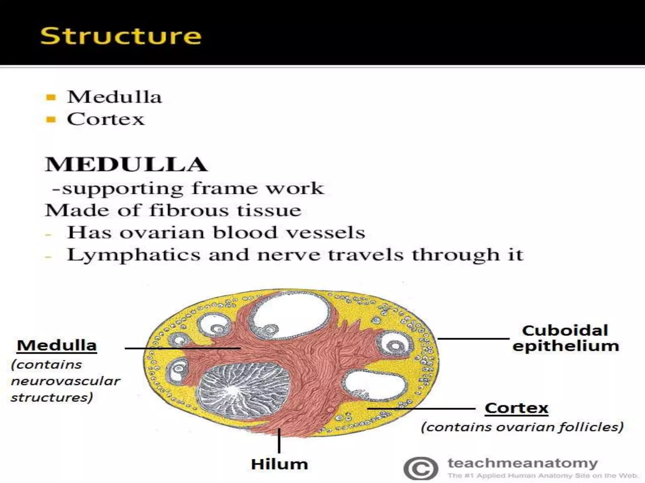 Anatomy Of Female Genital Tract Pptx